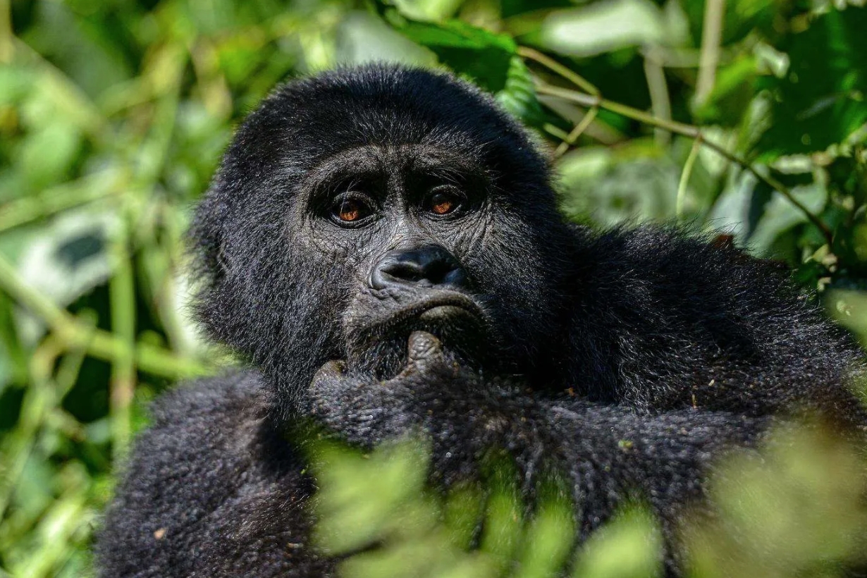 The Ultimate Travel Guide to Uganda and Rwanda – Caracal Explorers