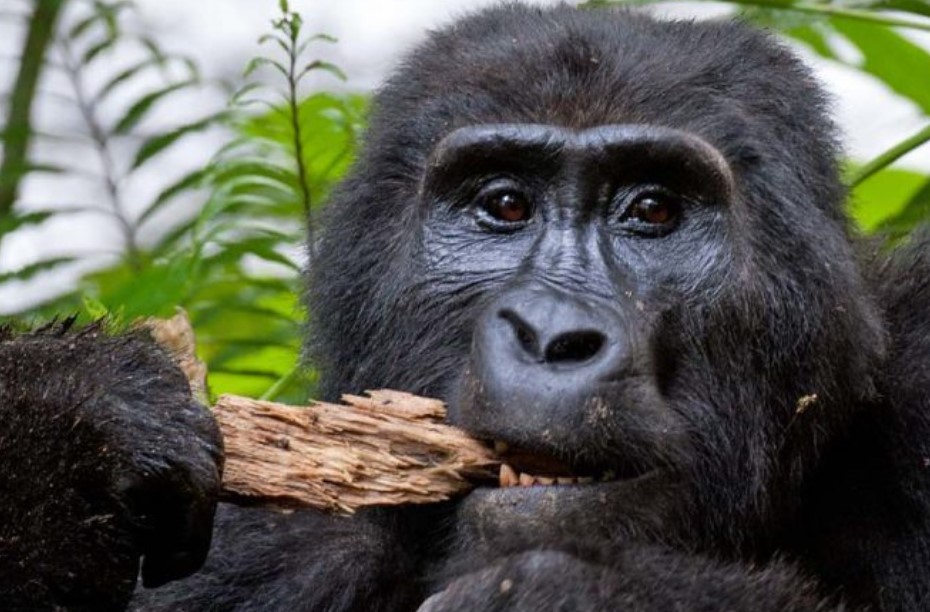 10-Days Best of Uganda Big-Five and Primate Adventure- Caracal Explorers