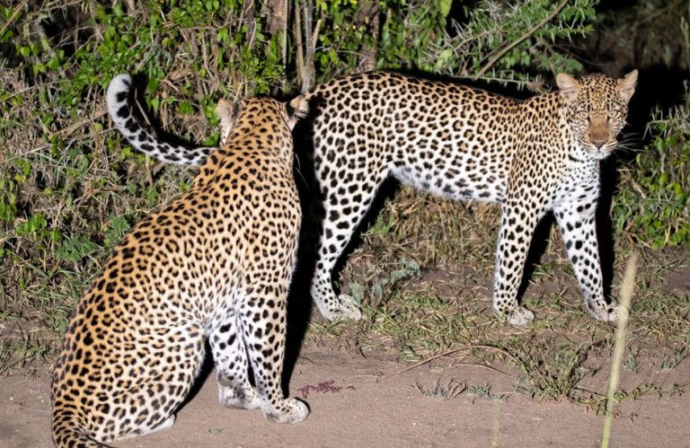 Best Time to do Leopard Tracking in Queen Elizabeth Park. - Caracal ...