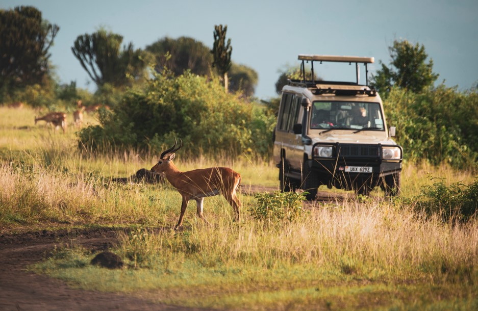 Game Drives In Queen Elizabeth Park - Caracal Explorers