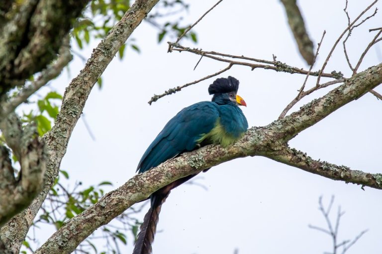 Bird Species in Nyungwe National Park. - Caracal Explorers