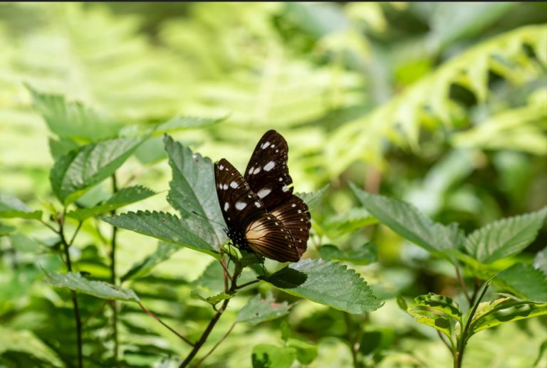 Butterfly Watching in Nyungwe Forest - Caracal Explorers