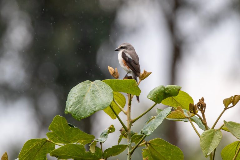 Rwanda Birding Adventure - Caracal Explorers