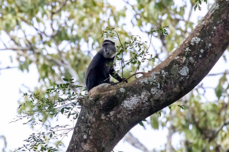 Budongo Forest in Uganda- Caracal Explorers