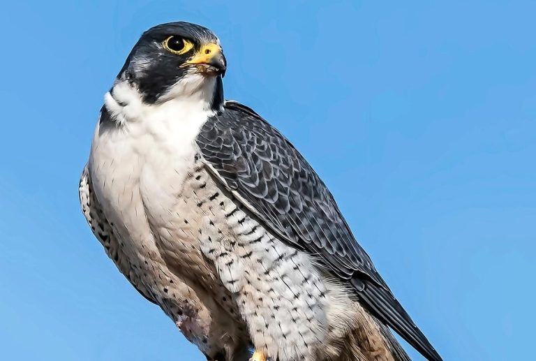 Discover the Peregrine Falcon - Caracal Explorers