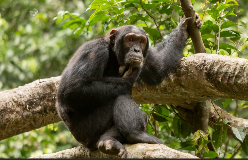 Uganda’s Best Wildlife Experiences - Caracal Explorers