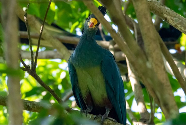 What to do in Kibale after Chimpanzee Trekking - Caracal Explorers